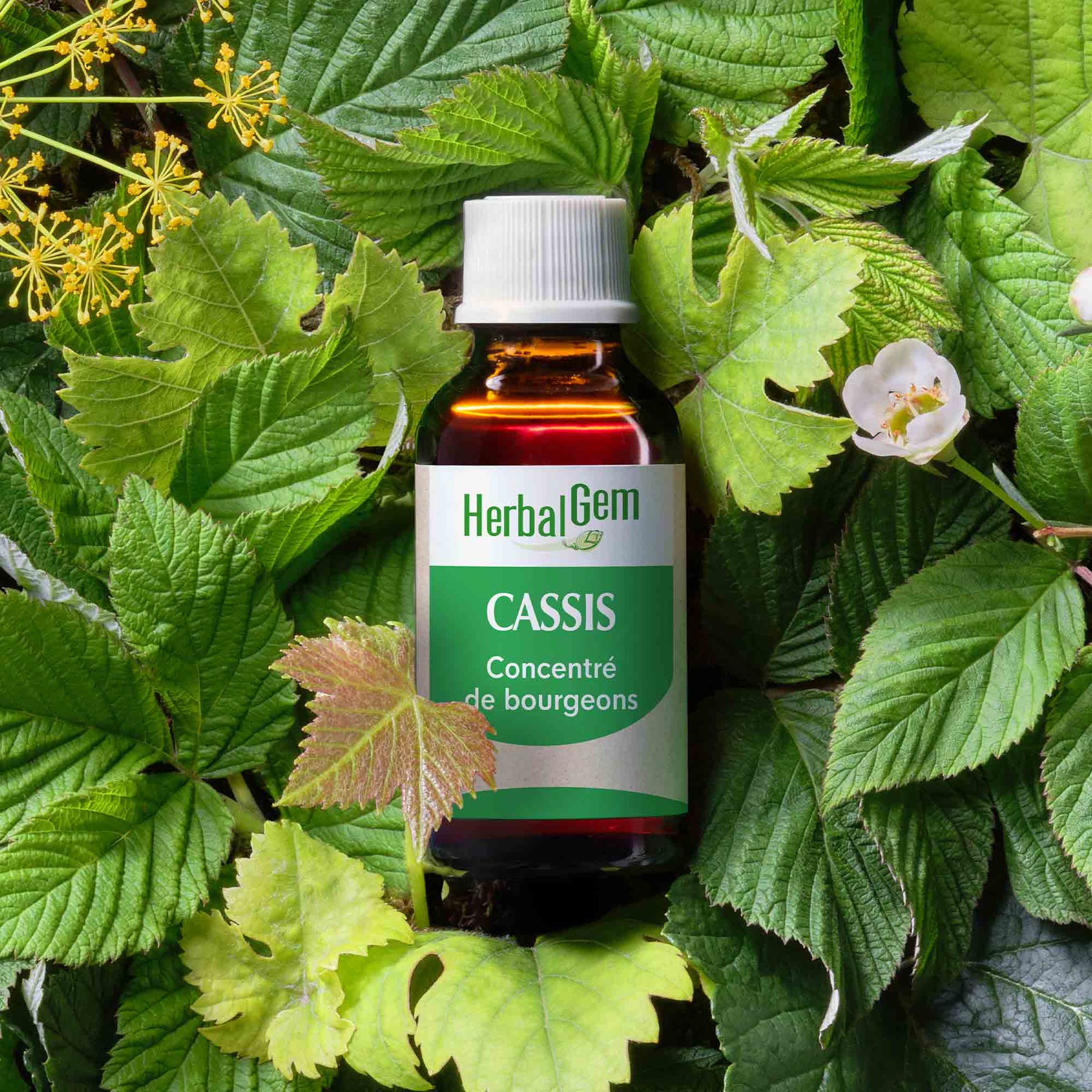 Bourgeon de cassis - 30 ml Bio | Herbalgem